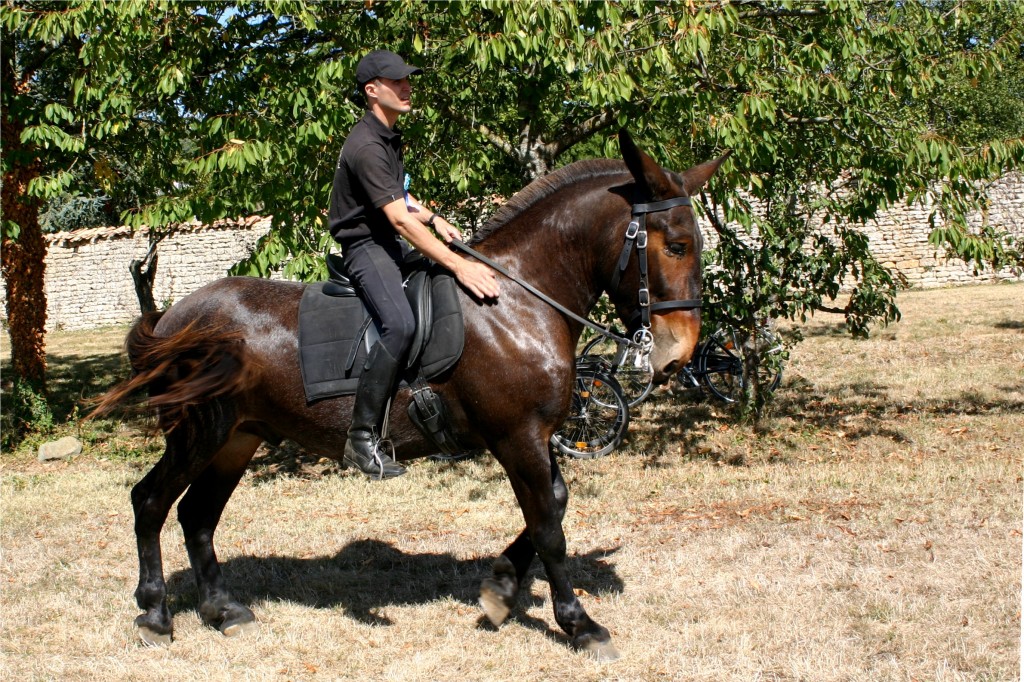 Mule Poitevine | Races mulassieres du Poitou